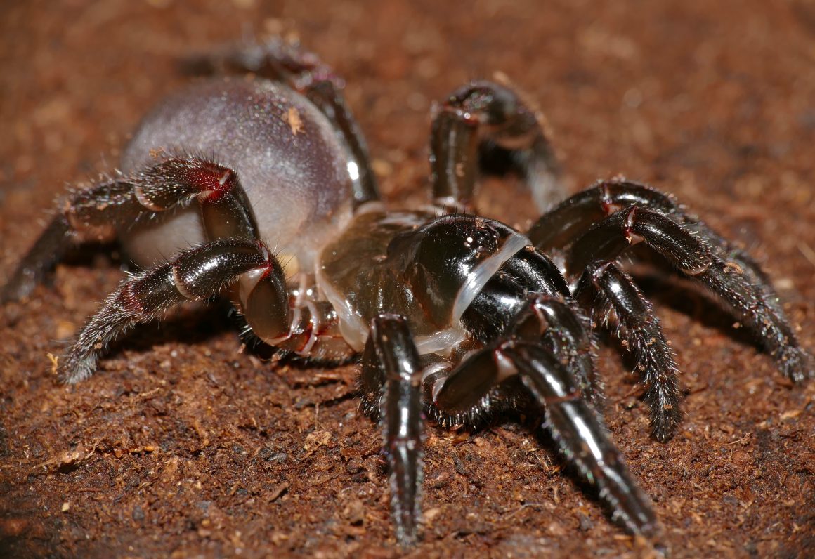 24 Different Types of Spiders in Louisiana