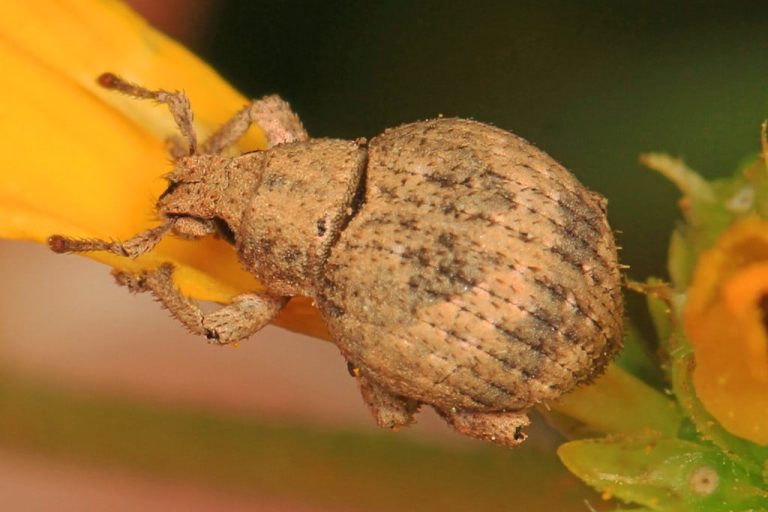28 Different Types of Weevils With Pictures