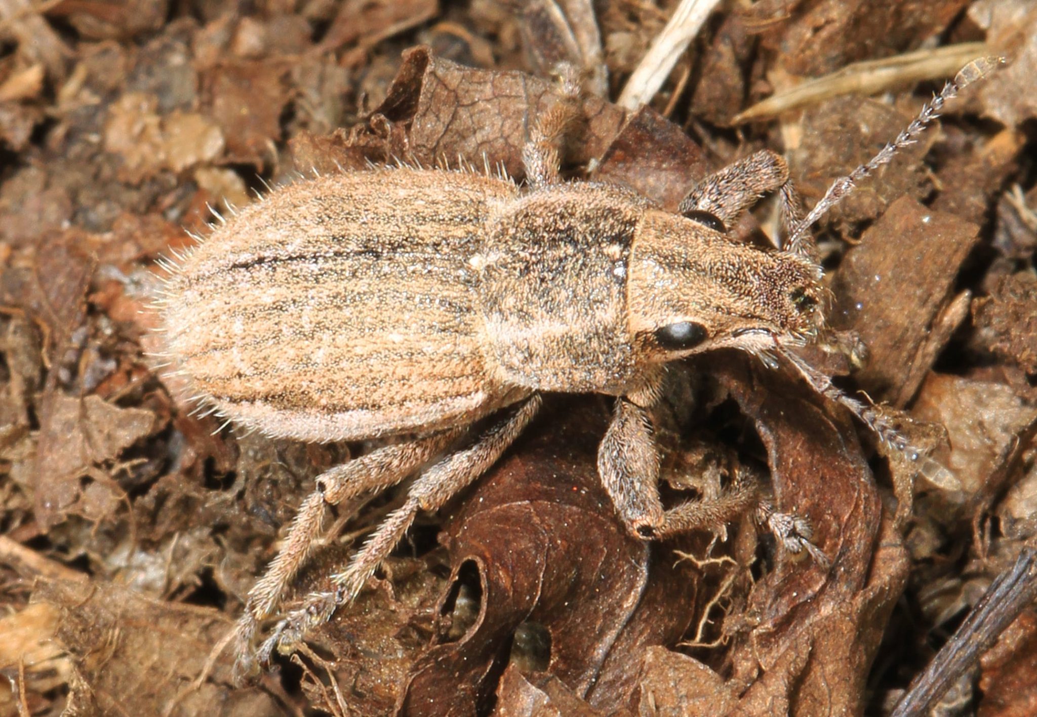 28 Different Types of Weevils With Pictures
