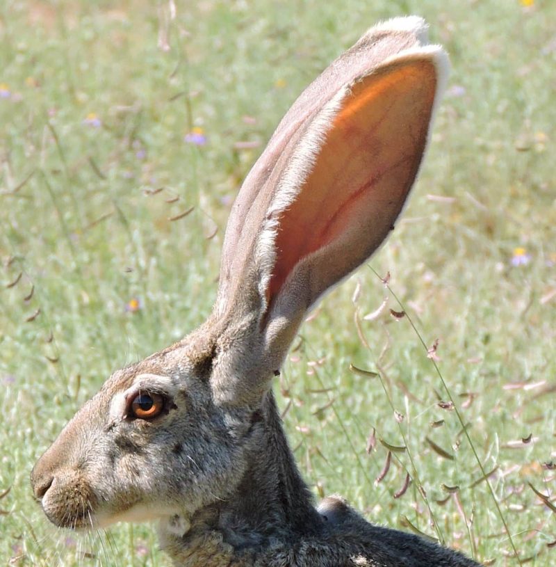 28 Different Types of Hares (With Pictures)