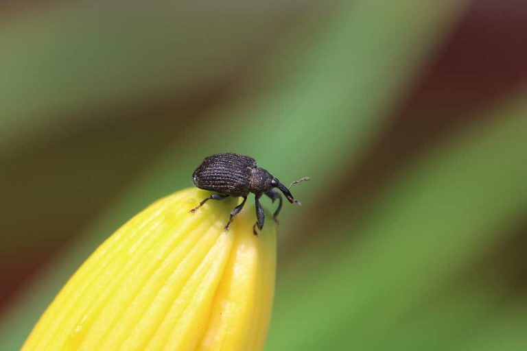 28 Different Types of Weevils With Pictures