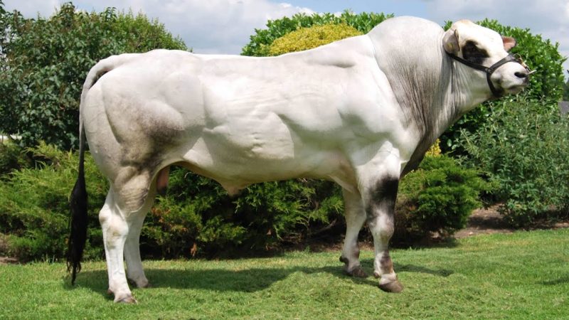20 Different Types of Cattle Breeds