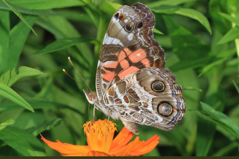 13 Popular Butterflies in Minnesota (With Pictures)