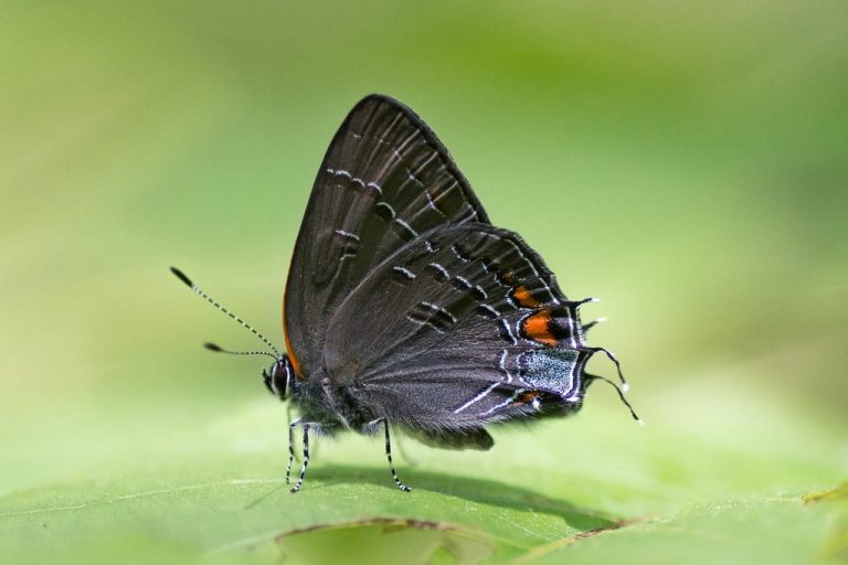 18 Types of Butterflies in Connecticut