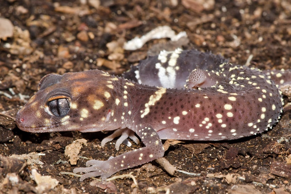 9 Different Types of Geckos in Australia