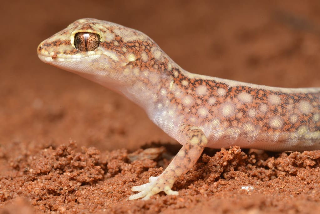 9 Different Types of Geckos in Australia