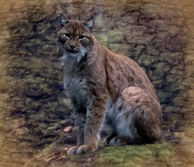 25 Most Solitary Animals in the World (With Pictures)