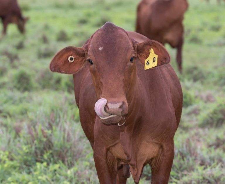 20 Different Types of Cattle Breeds