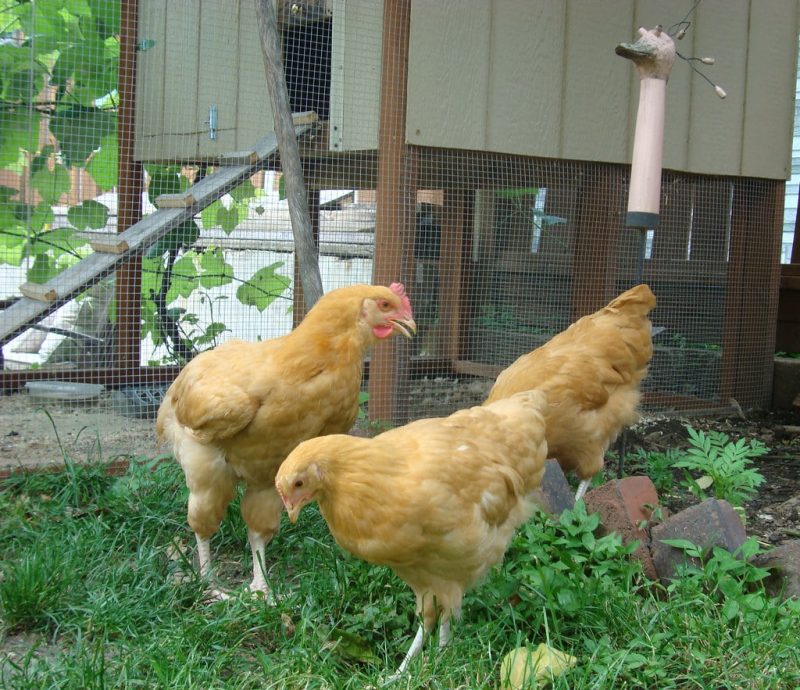 Top 26 Heritage Chicken Breeds