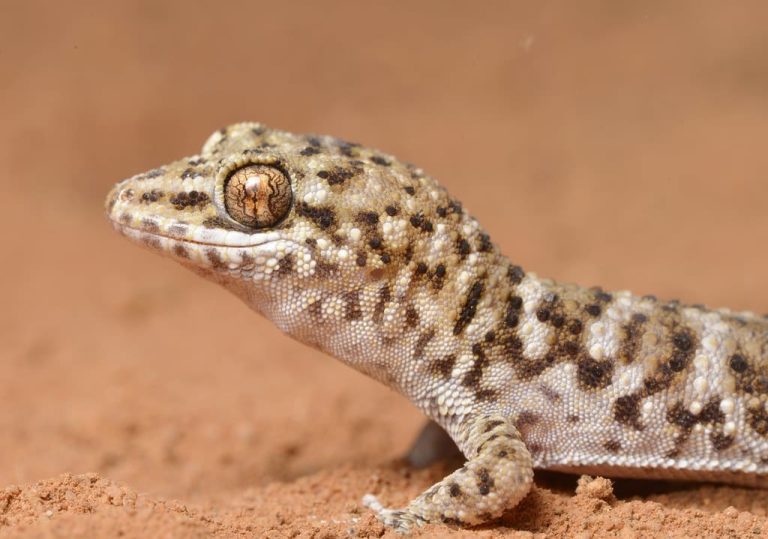 9 Different Types of Geckos in Australia