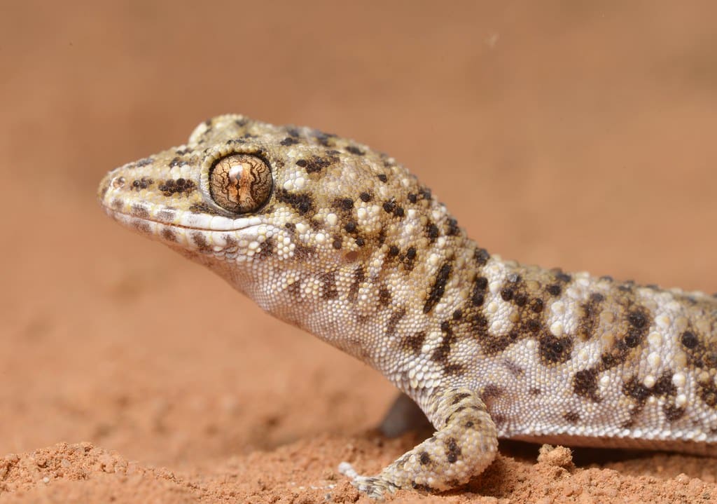 9 Different Types of Geckos in Australia