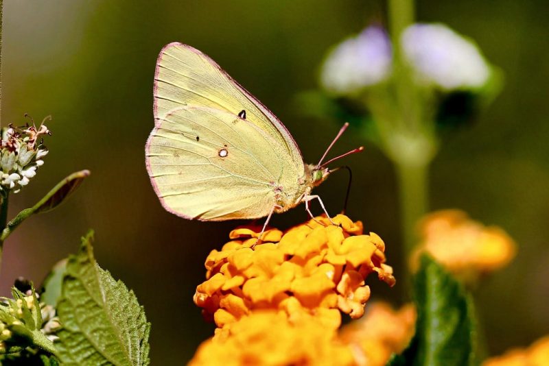 18 Types of Butterflies in Connecticut