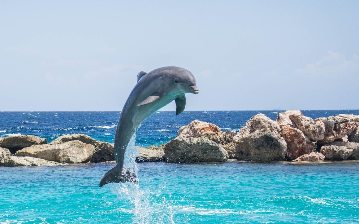 16 Different Types of Dolphins (With Pictures)