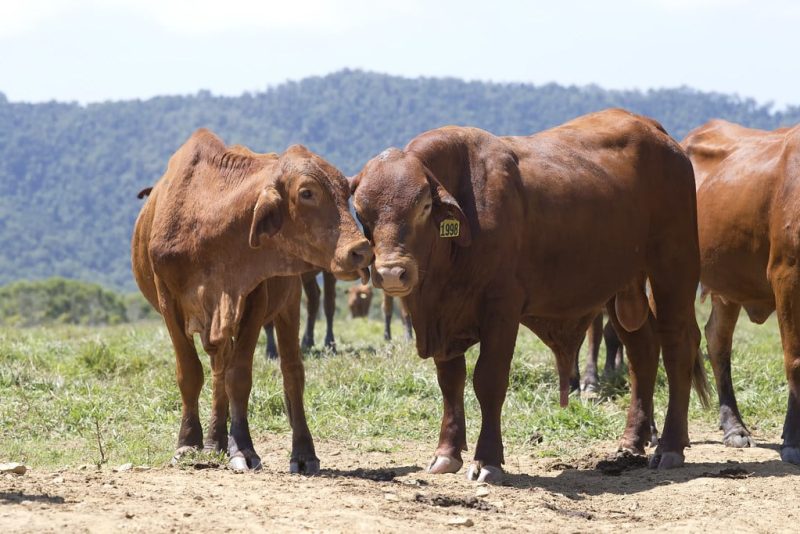 20 Different Types of Cattle Breeds