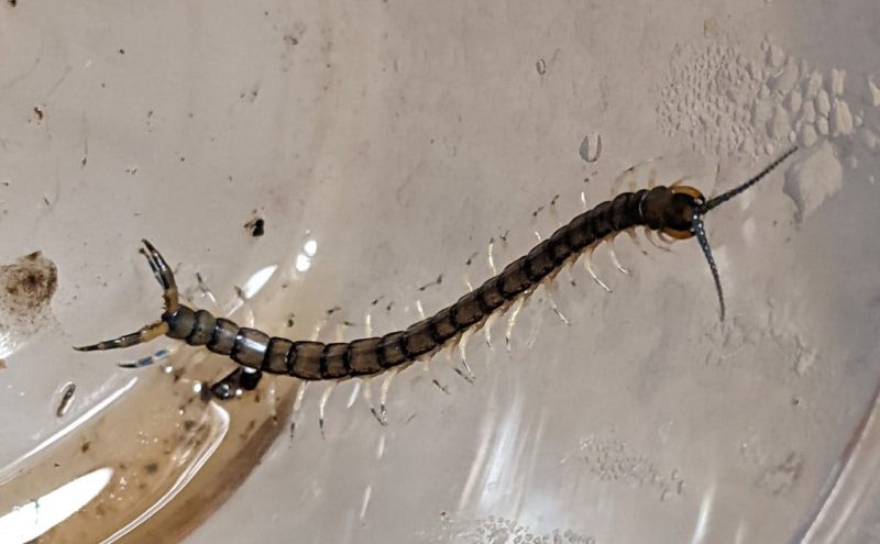 13 Different Types of Centipedes