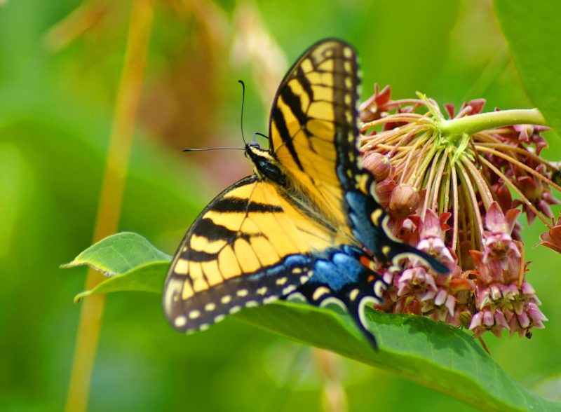 18 Types of Butterflies in Connecticut
