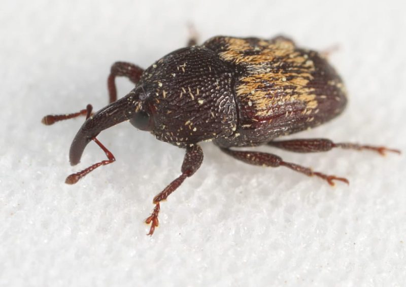 20 Types of Weevils in Texas