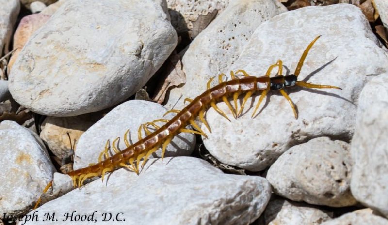 13 Different Types of Centipedes – Animal of Things