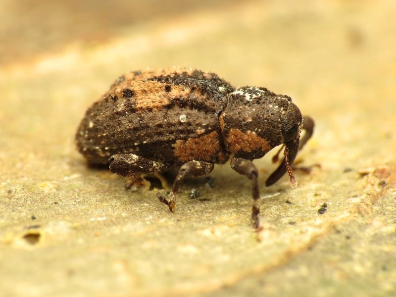 20 Types of Weevils in Texas
