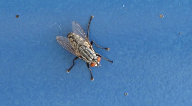 36 Different Types of Flies in Oregon