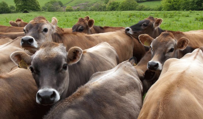 20 Different Types of Cattle Breeds
