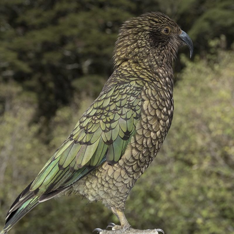 21 Bird Names That Start With K