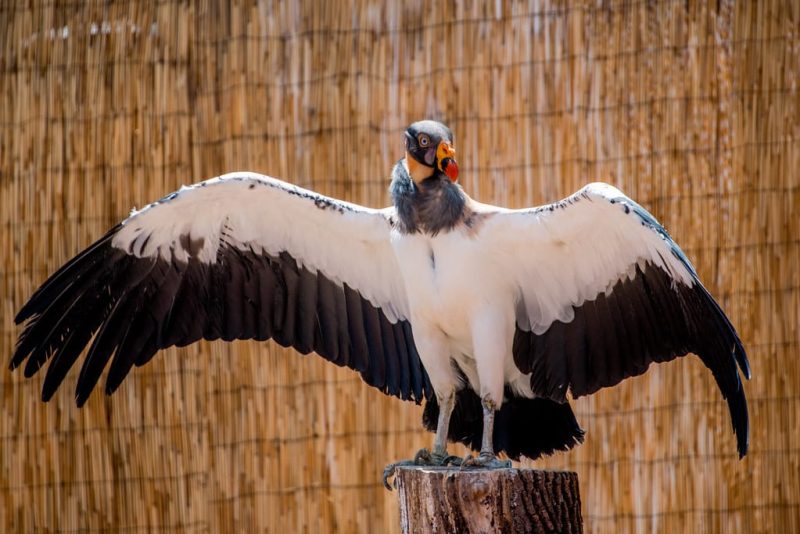 23 Animals With Long Necks
