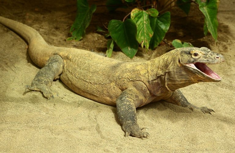 23 Animals With Long Necks