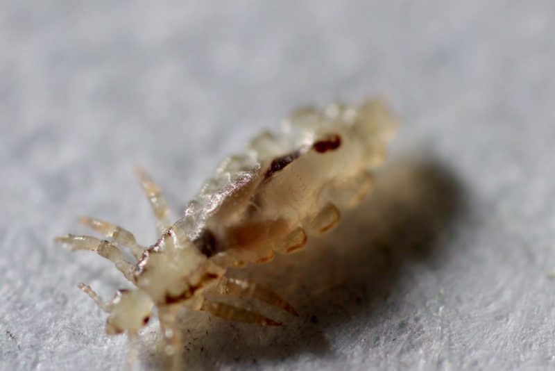 18 Types of Insects That Live in Beds