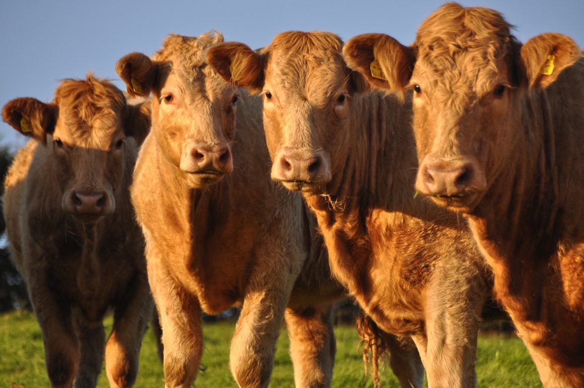 20 Different Types of Cattle Breeds