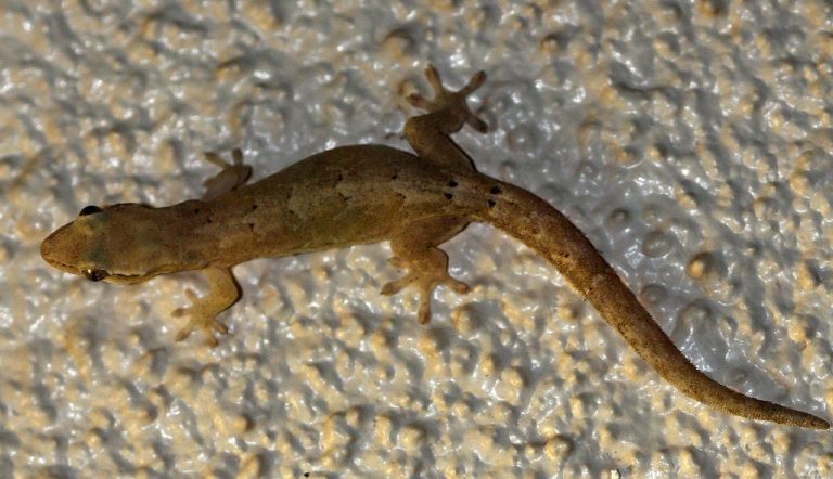 9 Different Types of Geckos in Australia