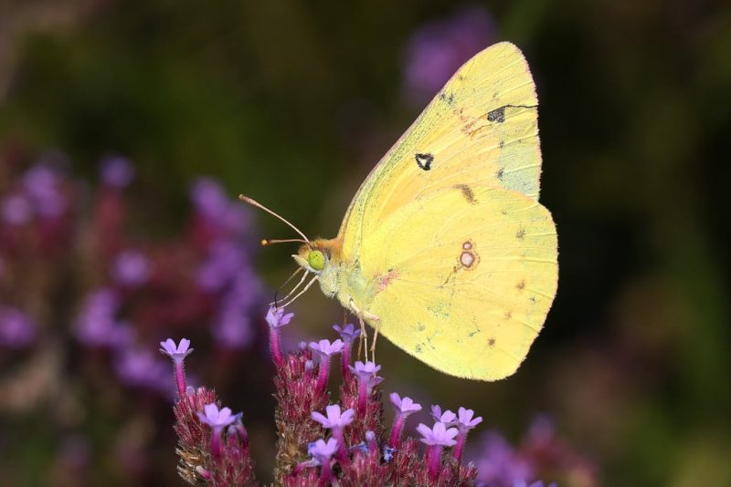 18 Types of Butterflies in Connecticut