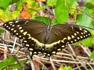 28 Different Types of Insects in the Philippines (With Pictures)