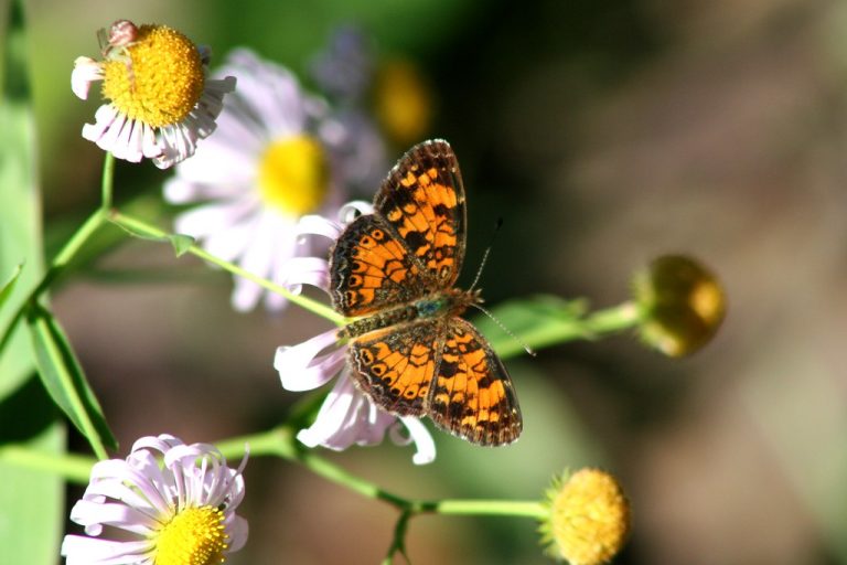 18 Types of Butterflies in Connecticut