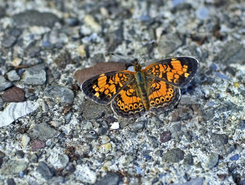 16 Types of Butterflies in South Carolina