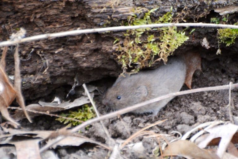 31 Animals Most Faithful to Their Mates