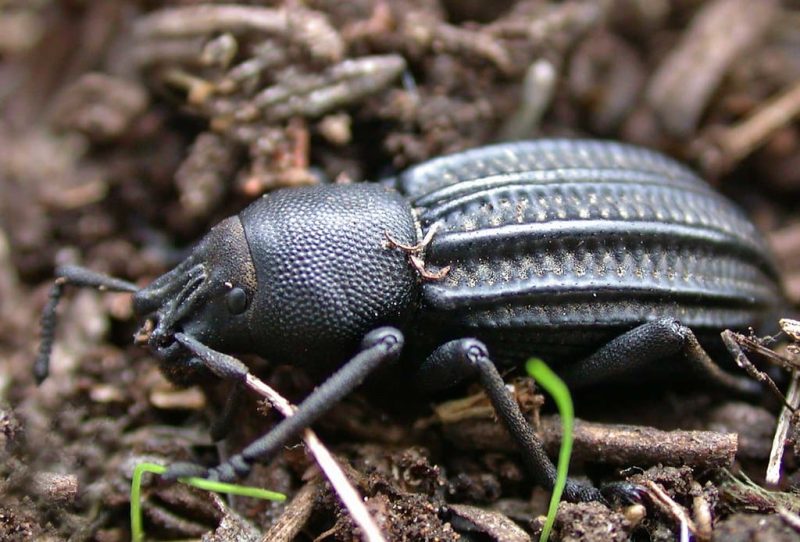 20 Types of Weevils in Texas