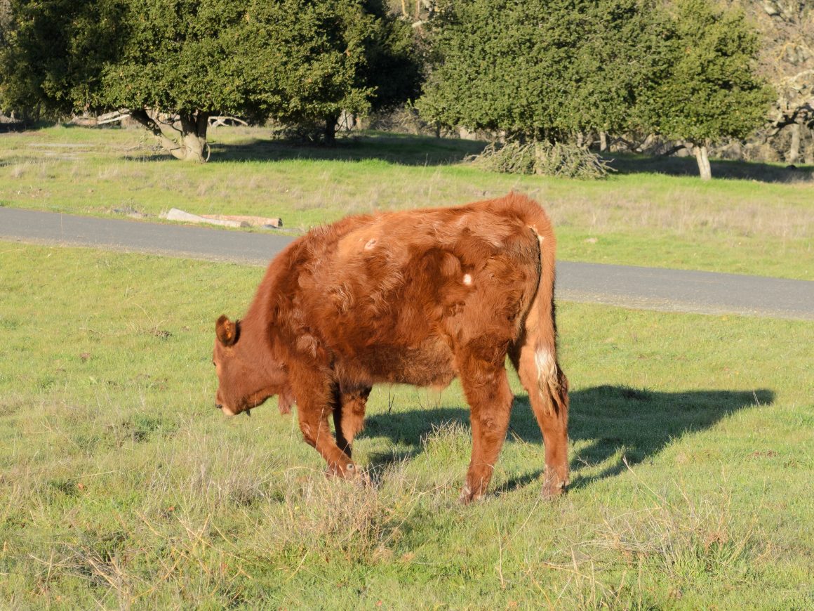 20 Different Types of Cattle Breeds