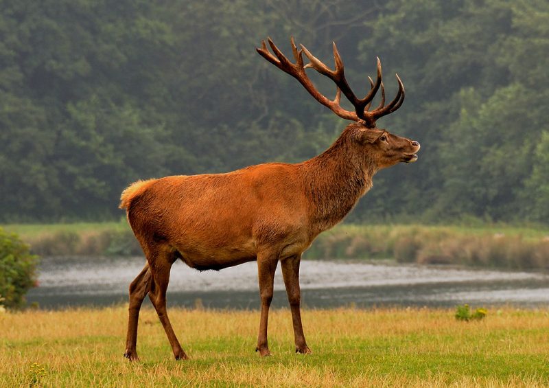 27 Different Types of Deer in the World (With Pictures)