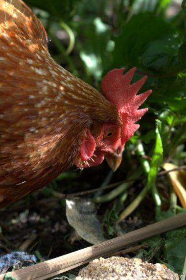 37 Types of Brown Chicken Breeds