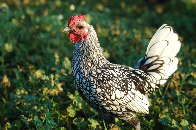 26 Animals That Eat Corn and Their Pictures