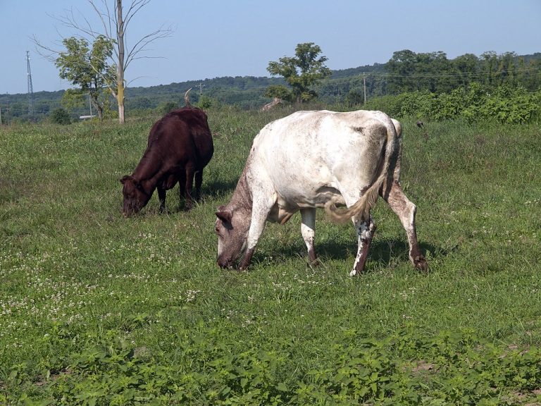20 Different Types of Cattle Breeds