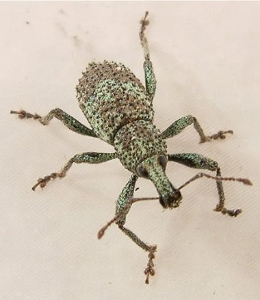 20 Types of Weevils in Texas