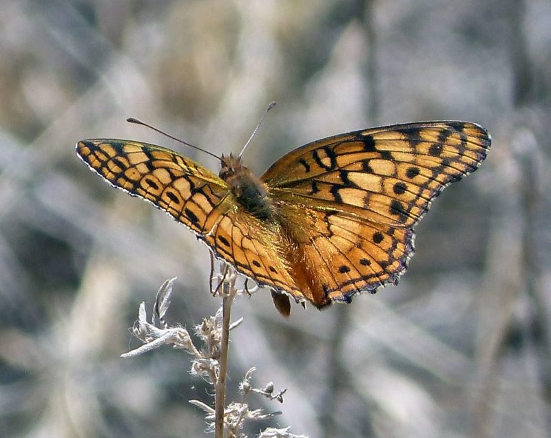 18 Types of Butterflies in Connecticut