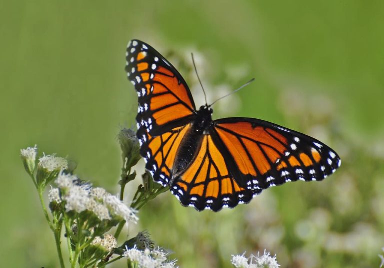 18 Types of Butterflies in Connecticut
