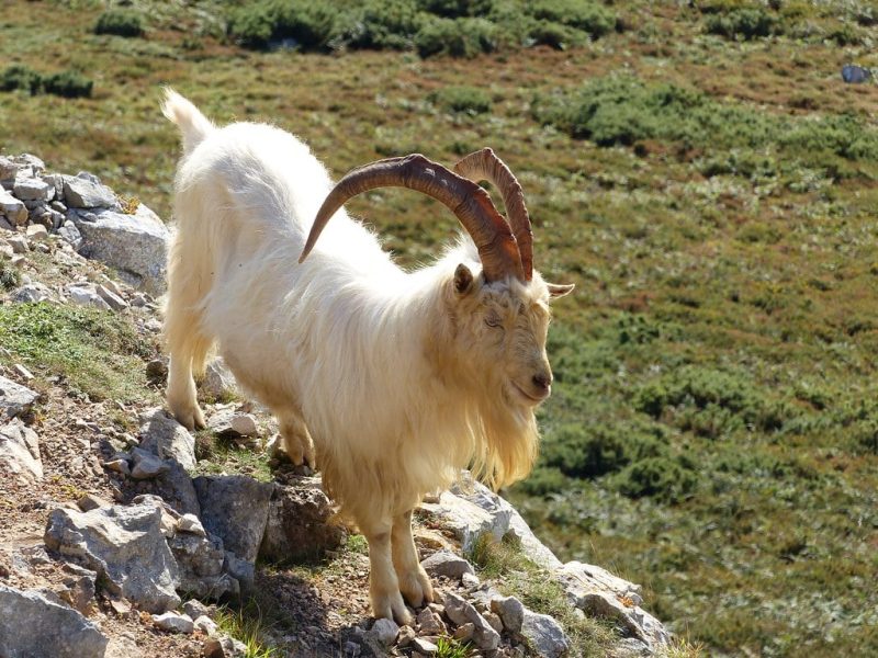 16 Different Types of Ruminant Animals