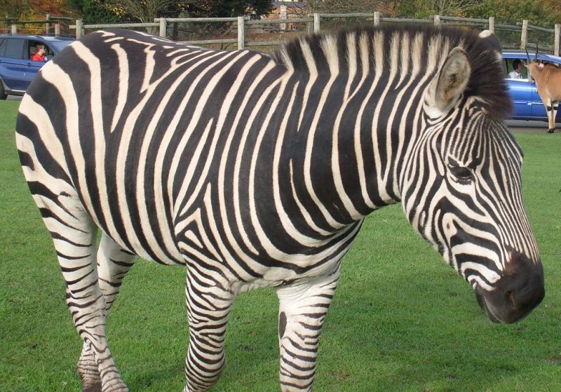 23 Animals With Long Necks