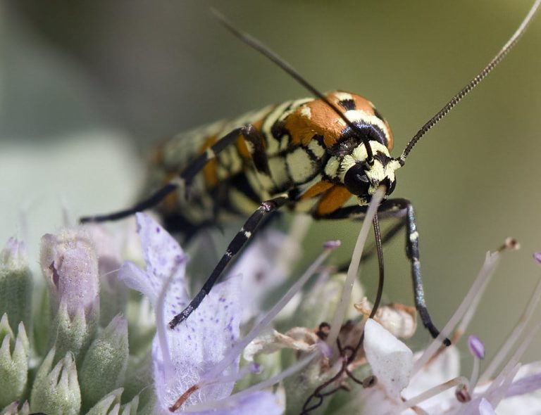 19 Types of Moths in Texas (With Pictures)