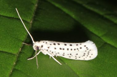 21 Types of Moths in Florida (With Pictures)