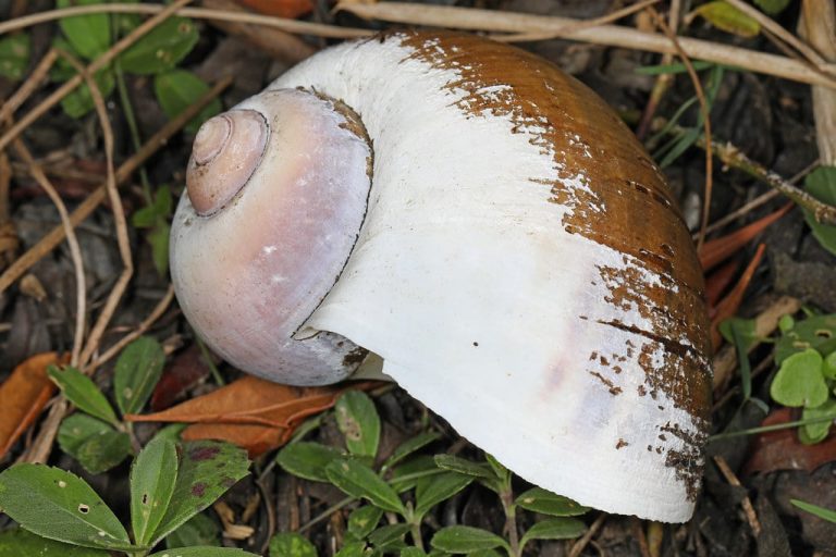 21 Different Types of Snails (With Pictures)
